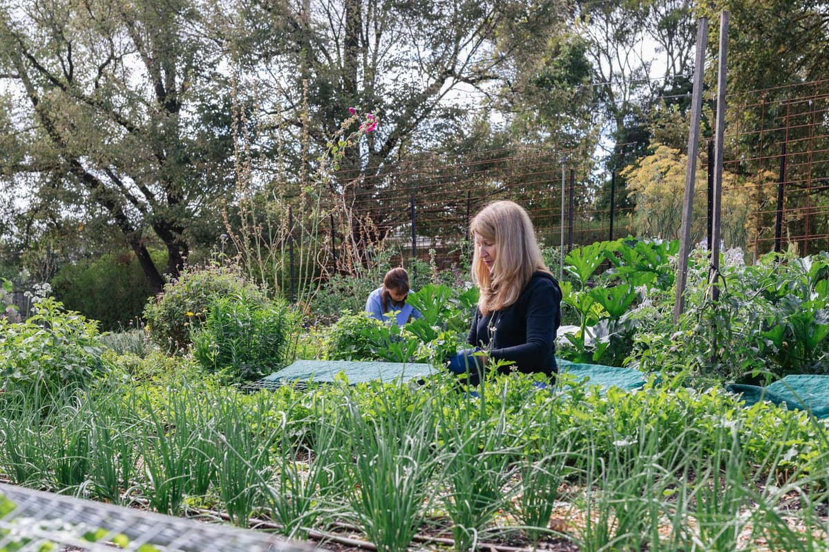 Kitchen Gardens - Heide