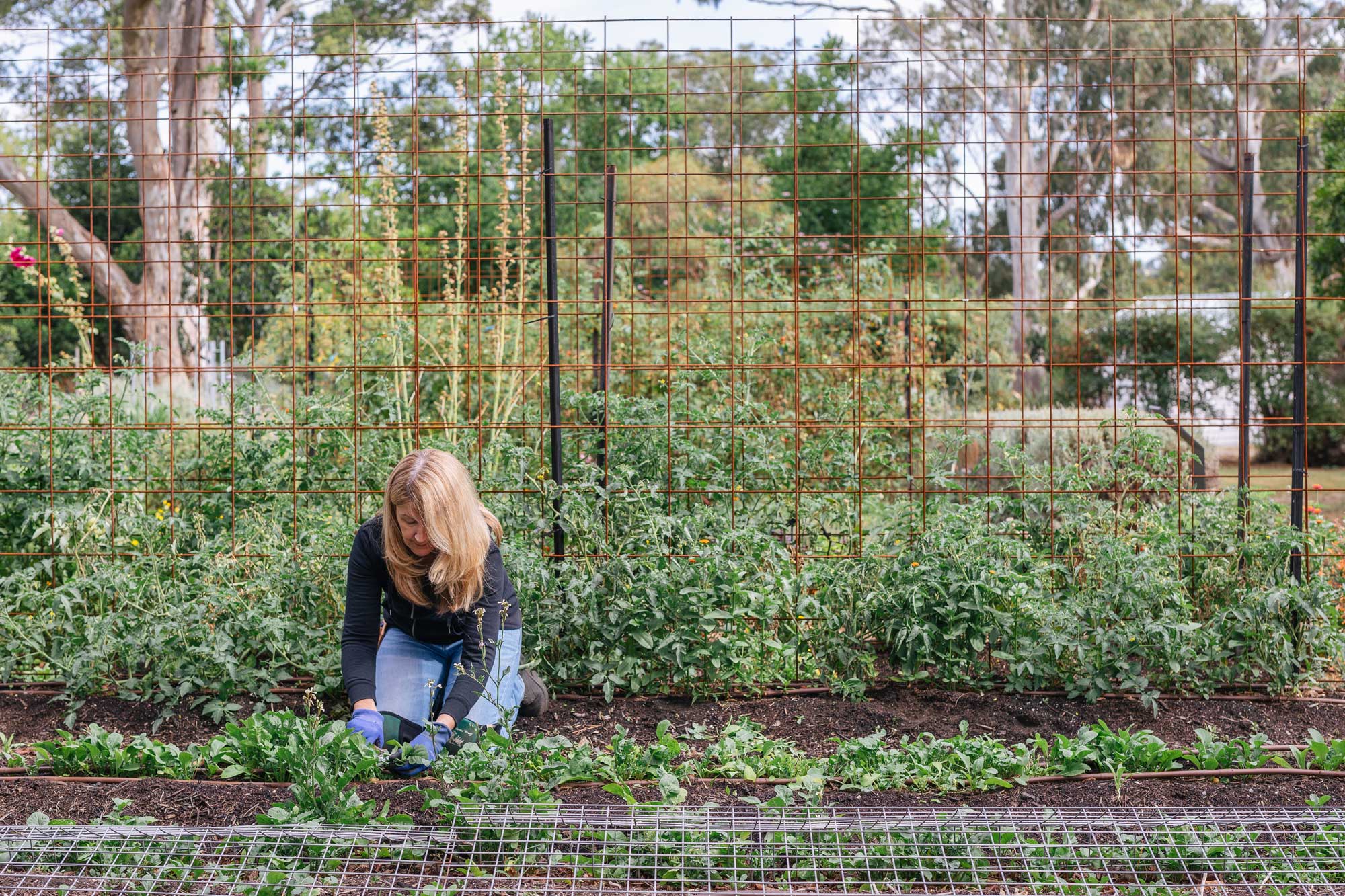 Kitchen Gardens - Heide