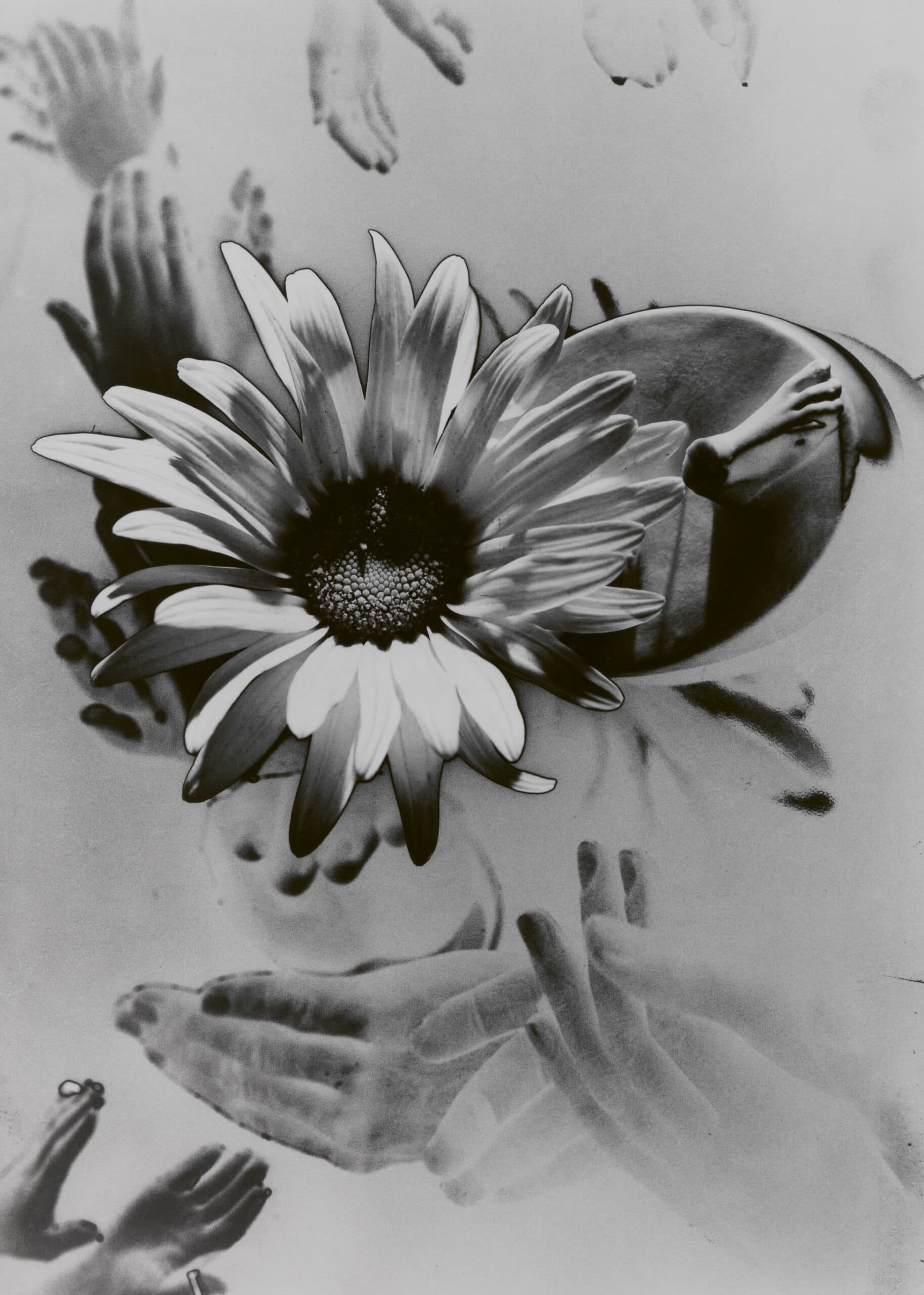 Man Ray and Max Dupain - Heide